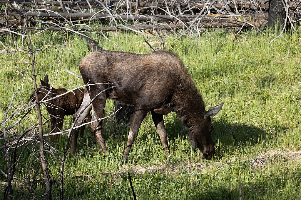 5 Parks Where You Can Spot Wild Moose