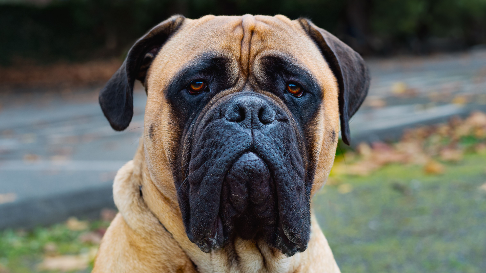 10 Dog Breeds Known For Being So Territorial They Scare Neighbours