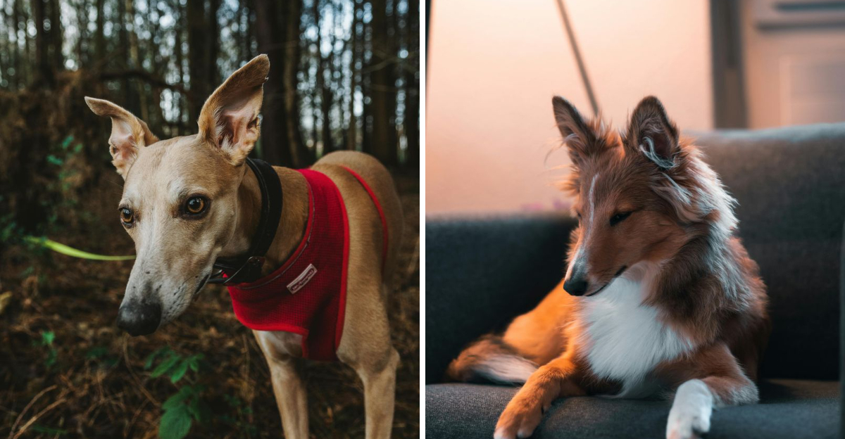Dog Breeds That Are More Sensitive Than People Expect