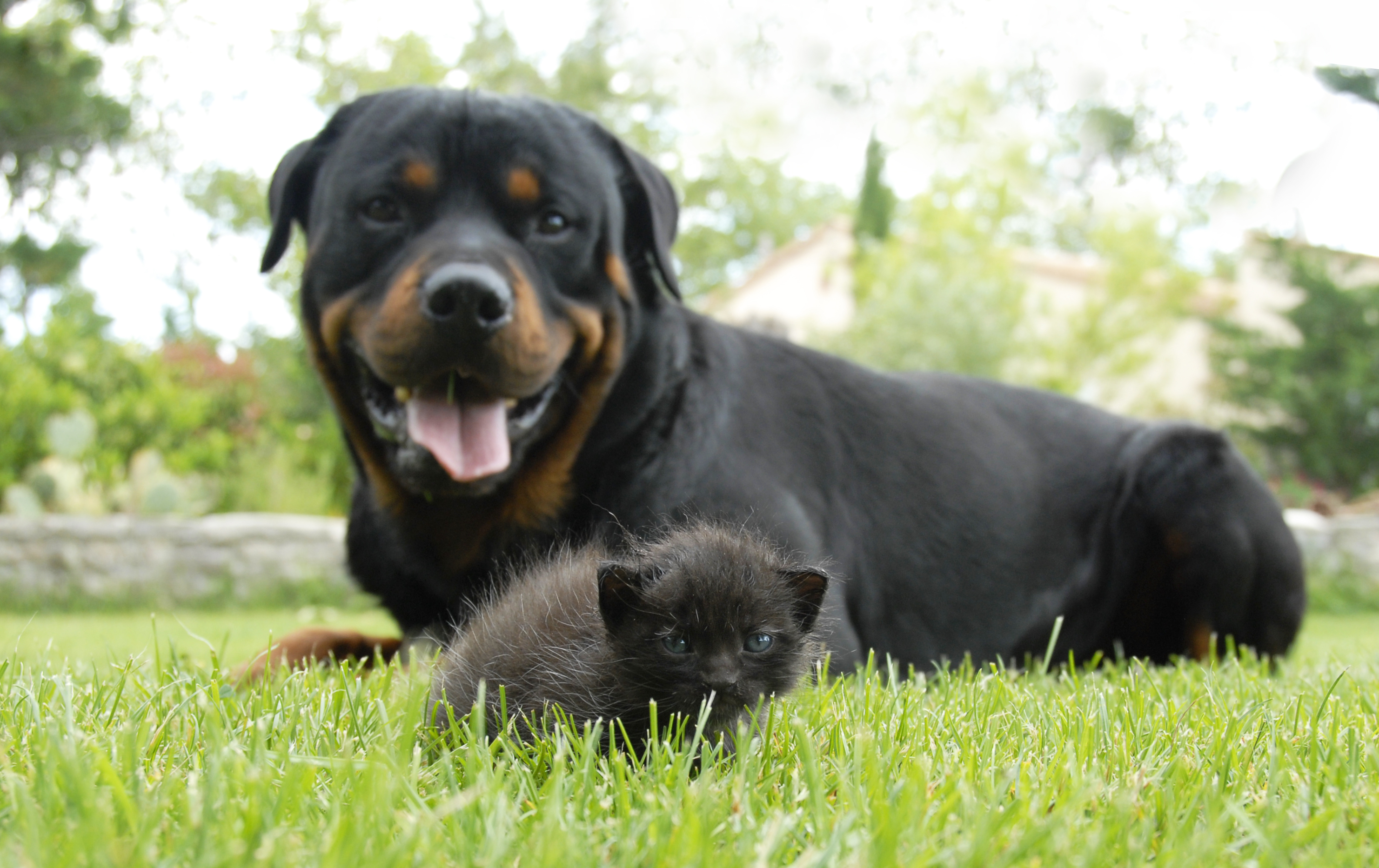 Hearts melt over Rottweiler’s friendship with barn cat: “Chose her baby”