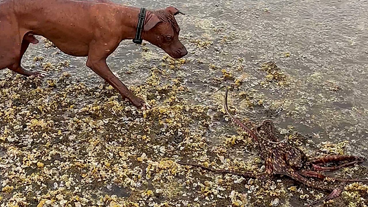 Dog meets an octopus for the first time