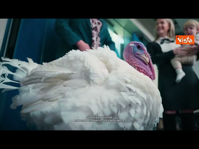 I tacchini Gobble e Waddle passeggiano in giardino Casa Bianca prima ...