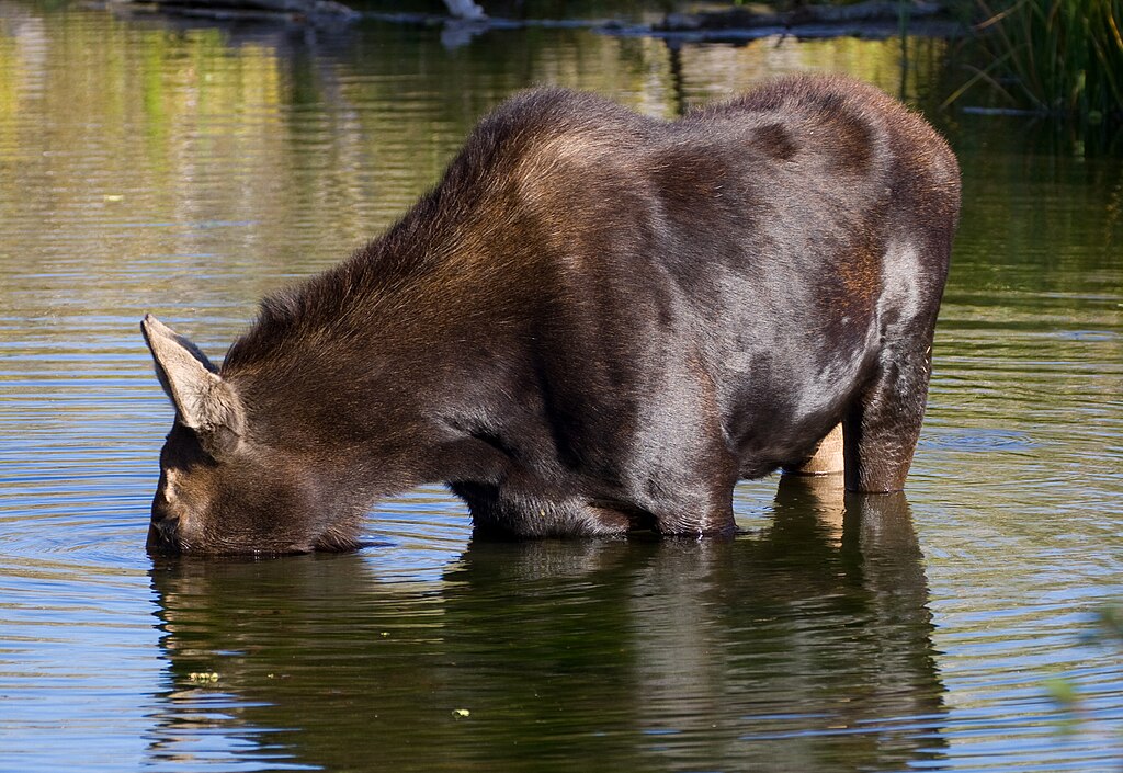 5 Parks Where You Can Spot Wild Moose