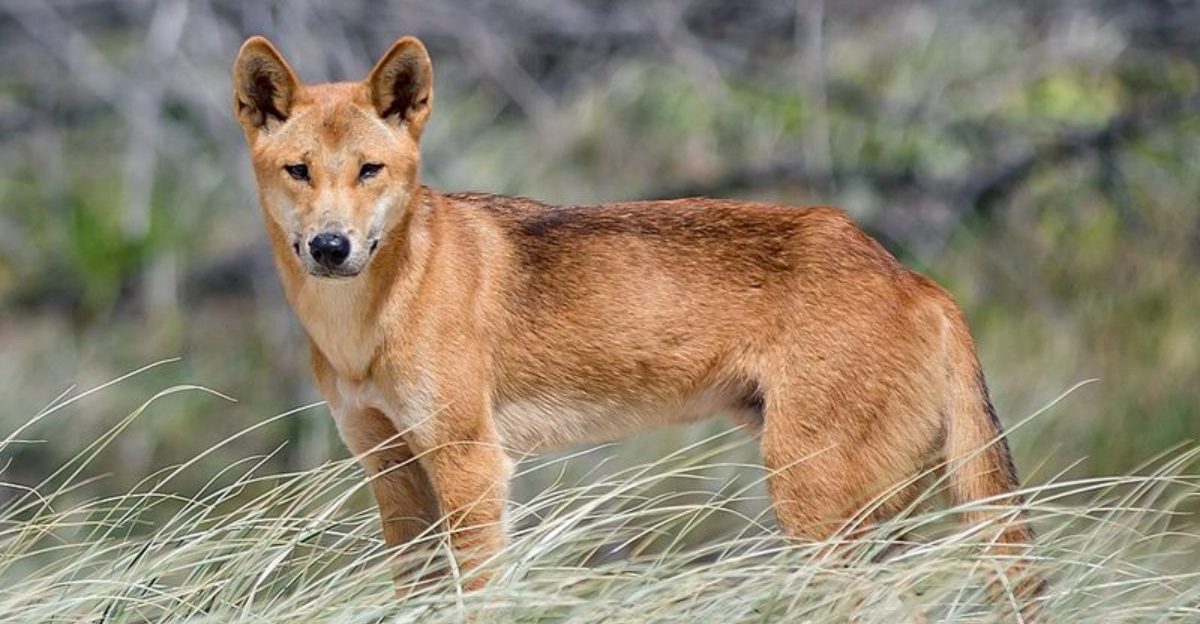 11 Dog Breeds That Shouldn't Be Kept as Household Pets