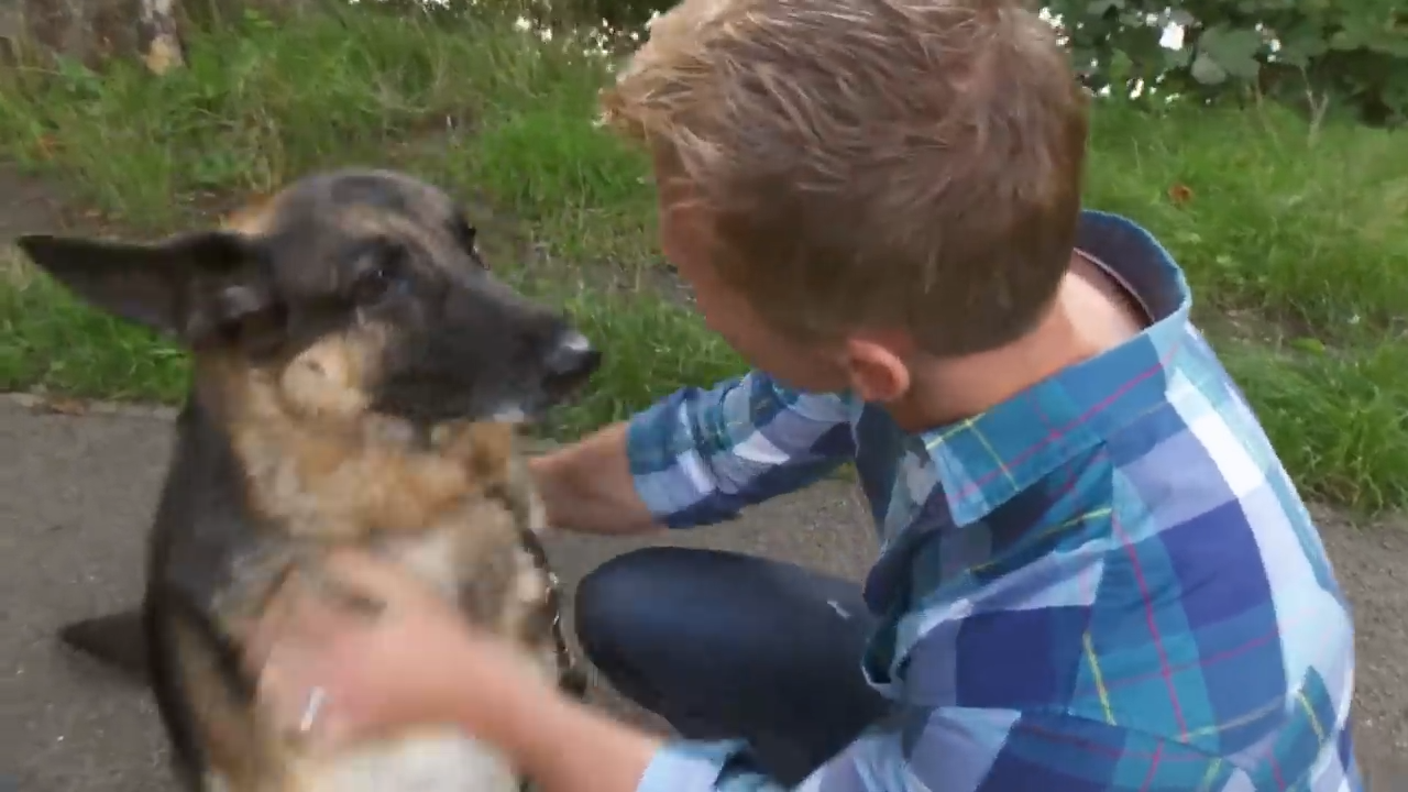 How leg braces gave this German Shepherd a second chance at mobility