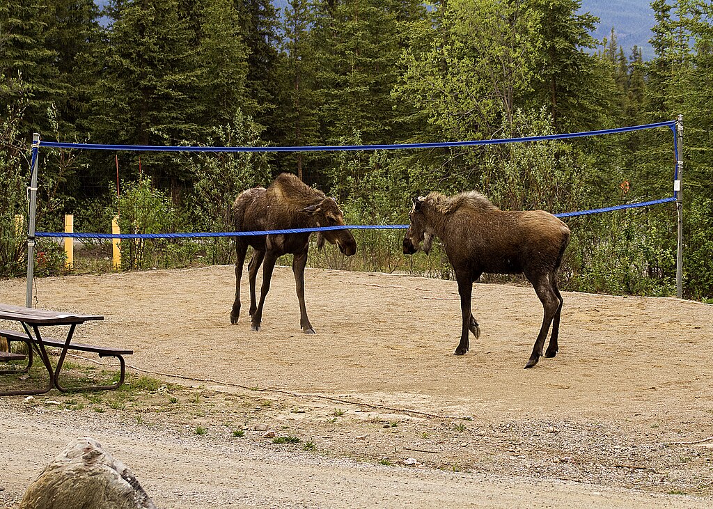 5 Parks Where You Can Spot Wild Moose