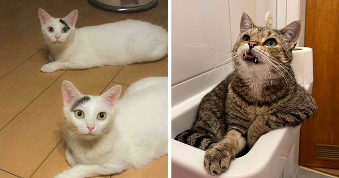 48 Incredibly Cute Photos Of Cats Doing Their Cat Things In The Most ...
