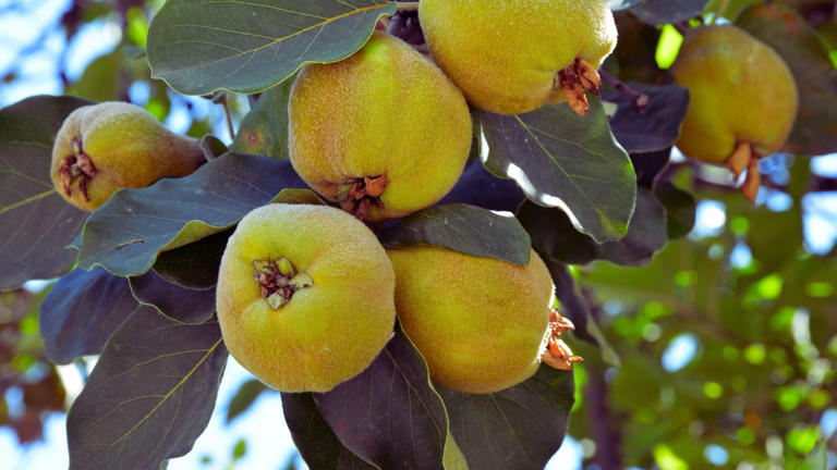 ¿Cómo se llama el árbol del membrillo? El curioso nombre que muy pocos ...