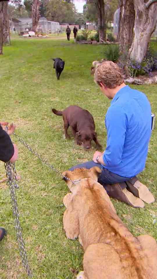 How a lion reunited with the Labrador family that raised her