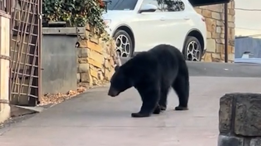 ‘Irresponsible behavior;’ TWRA reacts to viral video of bear in Gatlinburg
