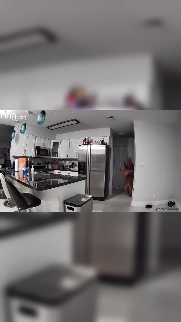 I caught my dog on the security camera! #goldendoodle #security #doglife