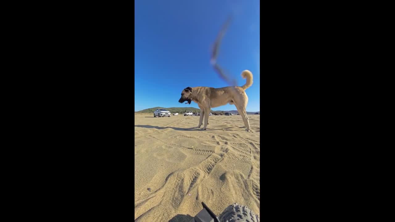 Stray dog avoids food-carrying remote-controlled car in Izmir, Turkey