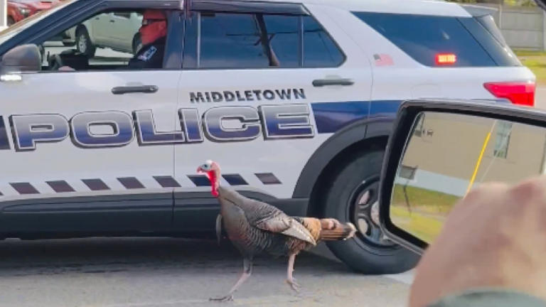 Pass the ‘Gravy’: Rhode Island turkey gains notoriety for holding up ...