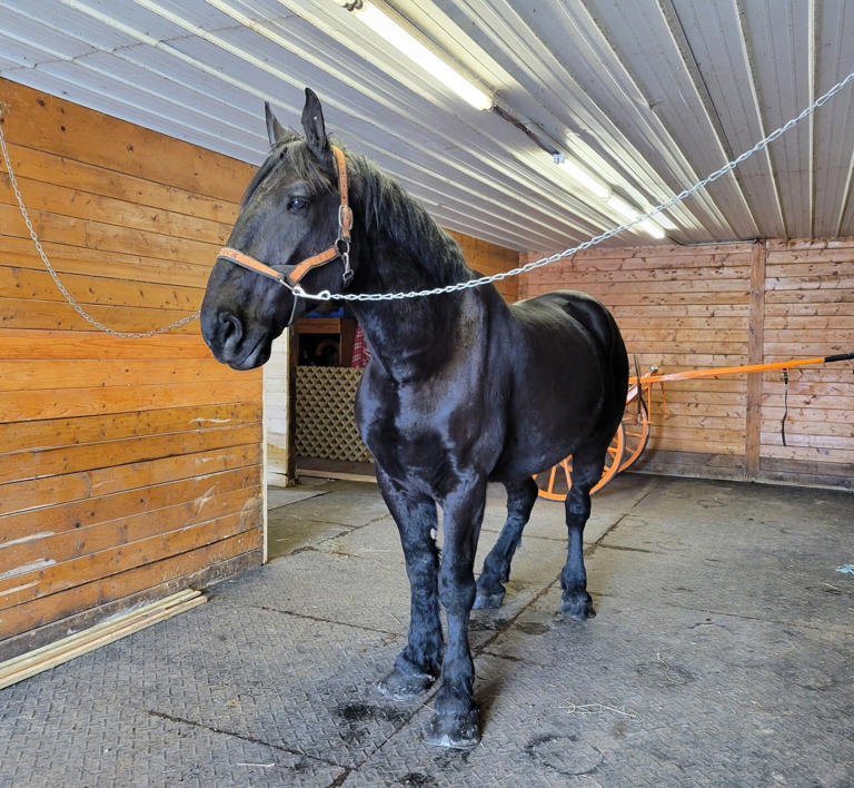 RIP Jay, dedicated Mass. State Police mount