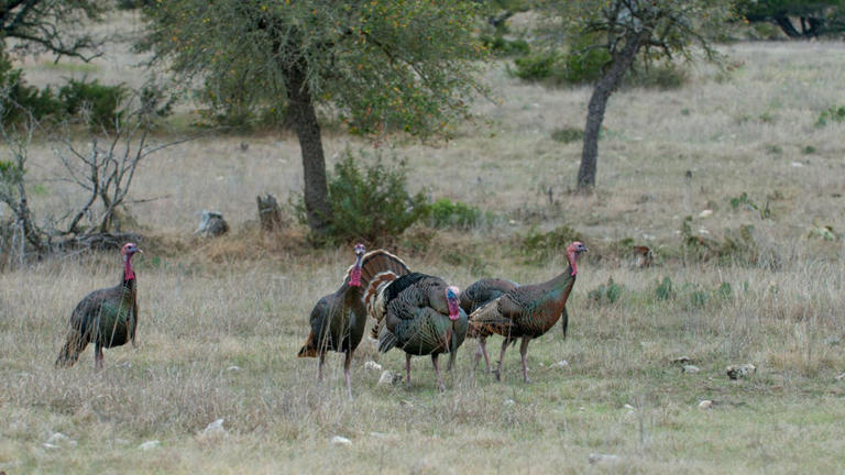 2026 Wisconsin bear, turkey hunt application deadline; what to know