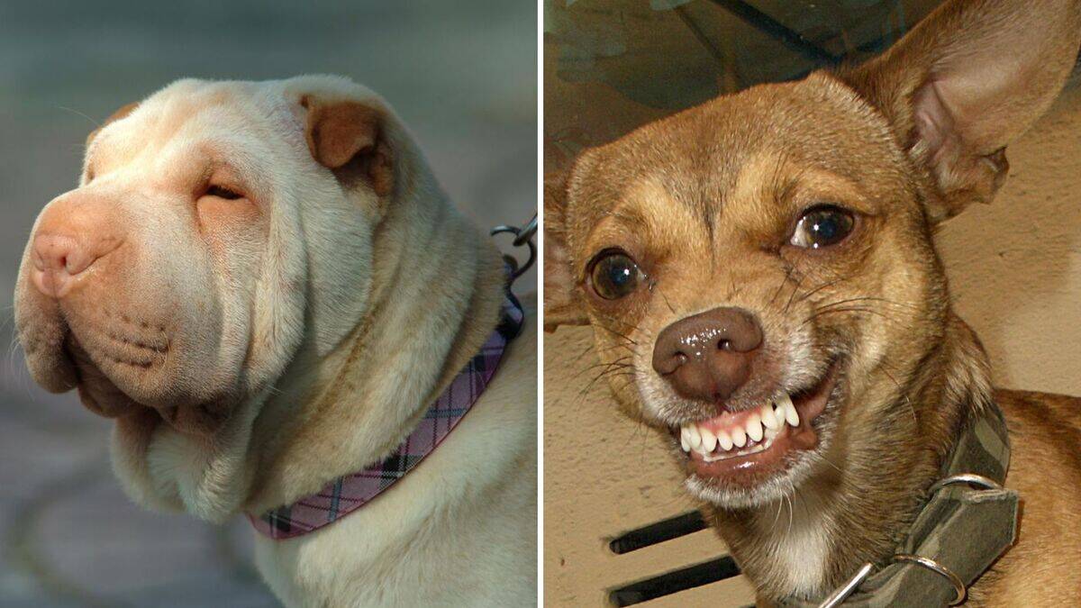 20 Popular dog breeds that can also be quite dangerous