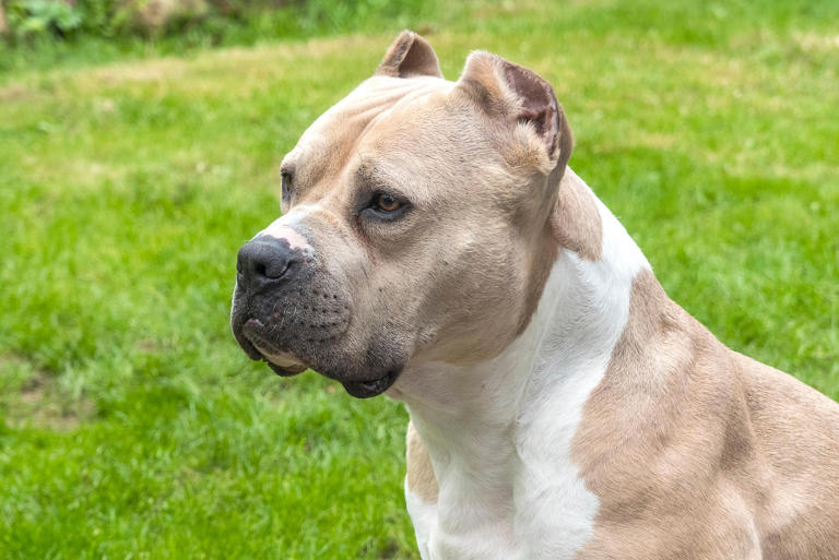 13 Unexpected Laws About Pets and Animals Where You Live