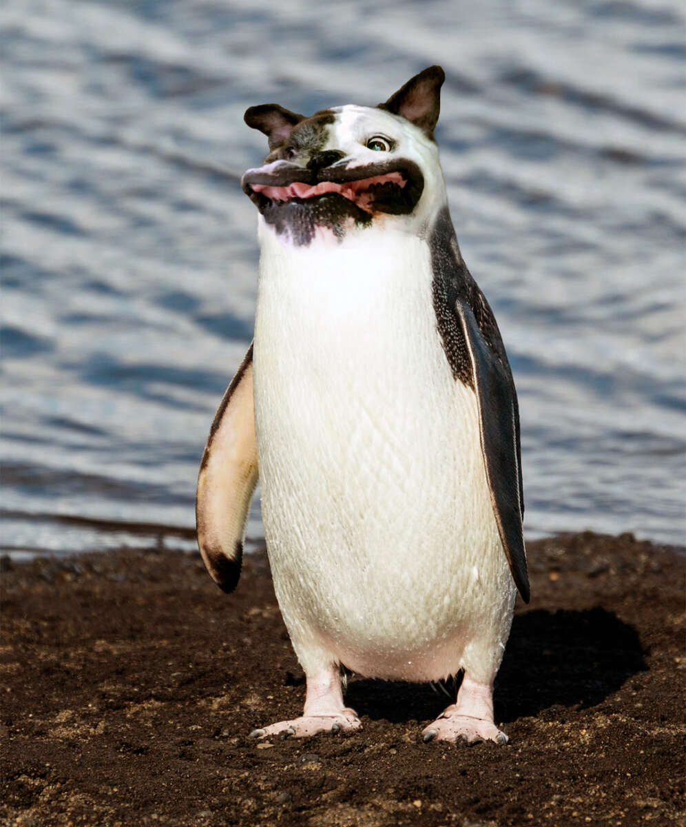20 Wacky Hybrid Animals People Created on the Internet