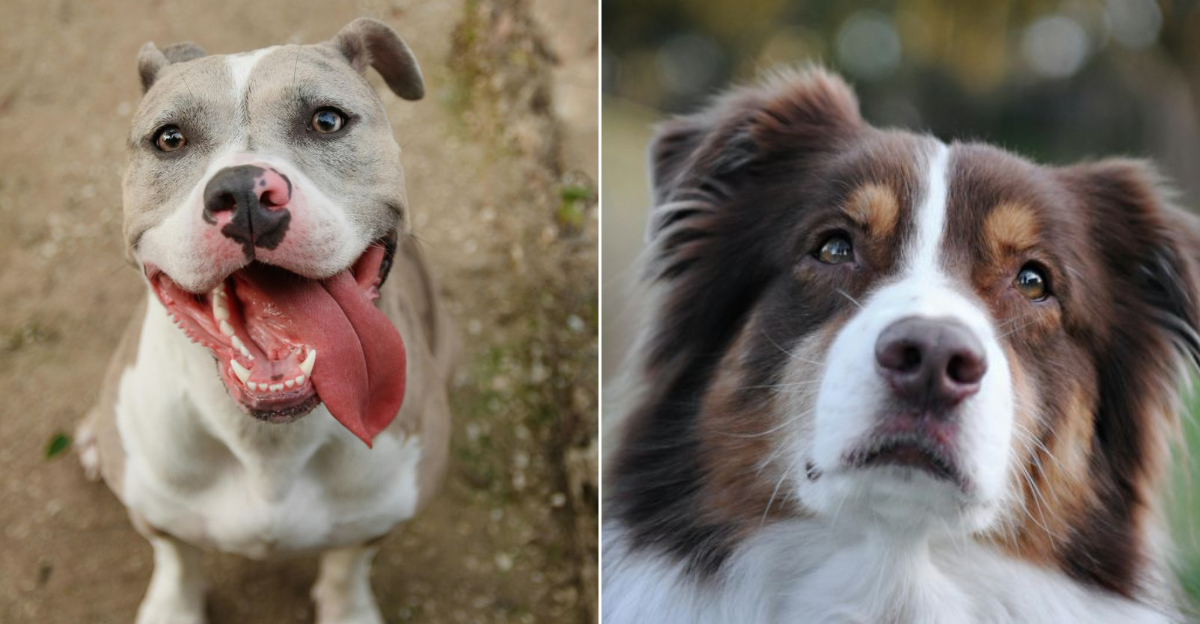 12 Dog Breeds That Stay Loyal Even After A Rough Start In Life