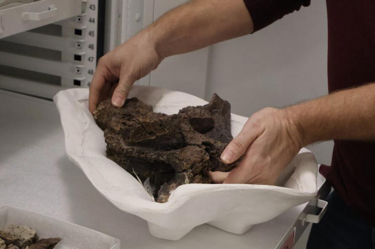 Rare T. rex find in North Dakota, mammoth fossil digs ‘significant’ for ...