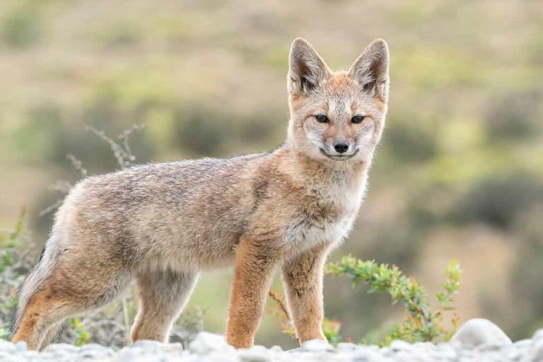 All 50 US state animals: Birds, mammals, and their significance