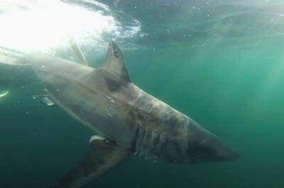This Great White shark's name means seaweed, and she's near Myrtle ...