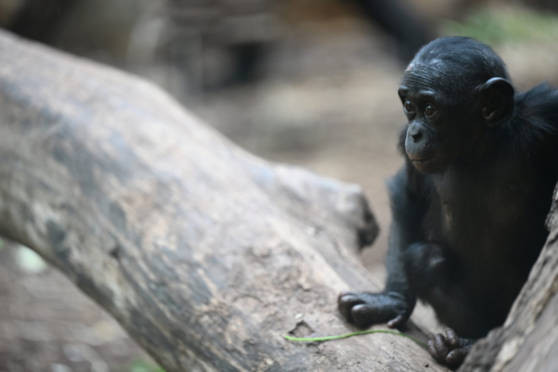 Surprising turn of events: Violence among bonobo women debunks old myths