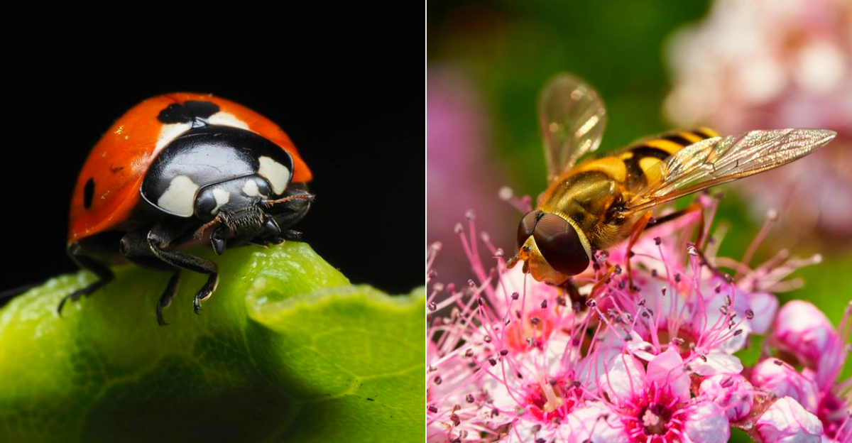 8 Insects That Do More To Help The Planet Than We Realise