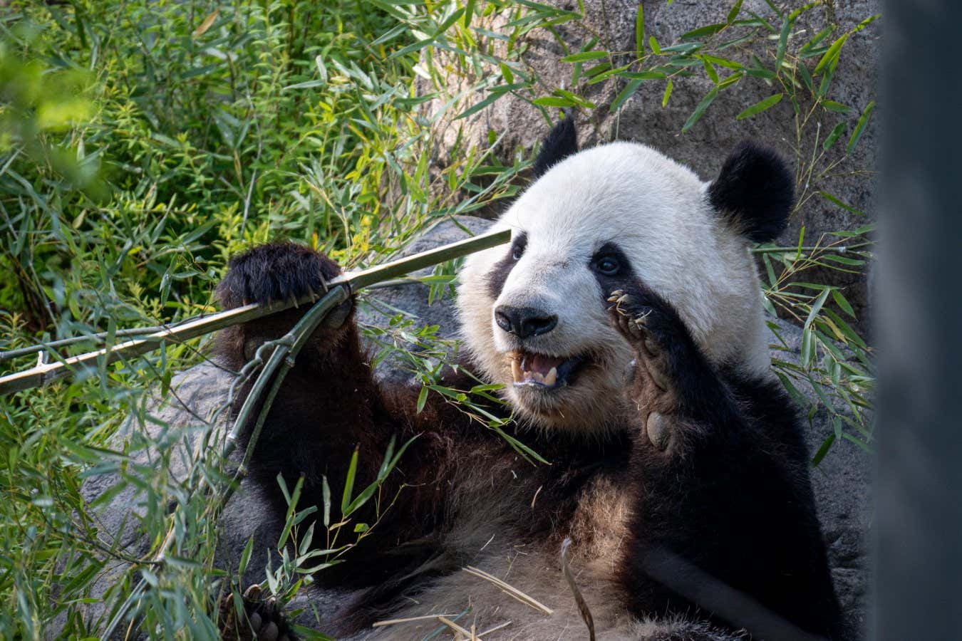 Pandas use tools to scratch thanks to a strange evolutionary quirk