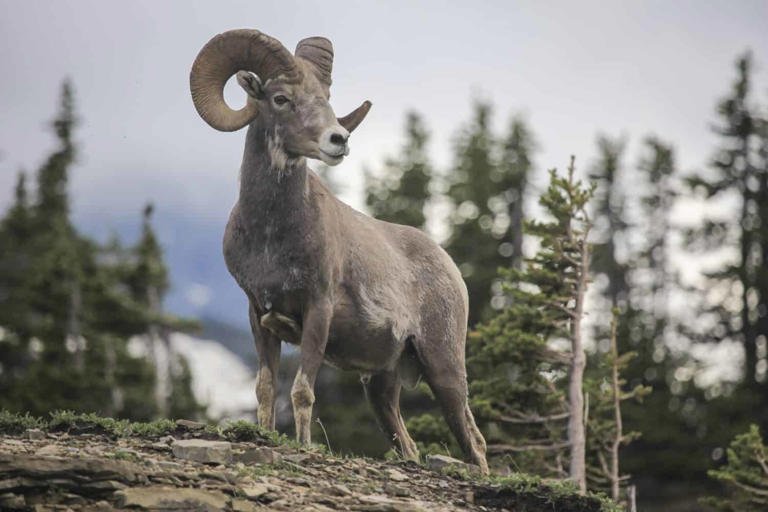 Colorado’s ultimate survivor: Why the bighorn sheep became the state symbol