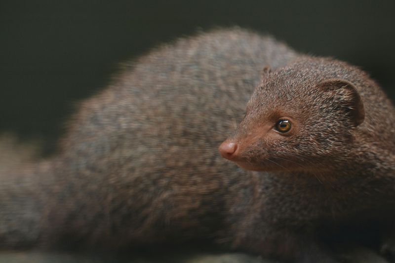 7 Animals That Can Kill A Snake And 5 That Stay Far Away From Them