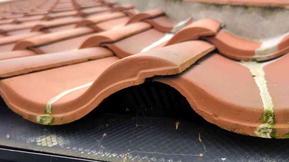 How to get rid of cluster flies