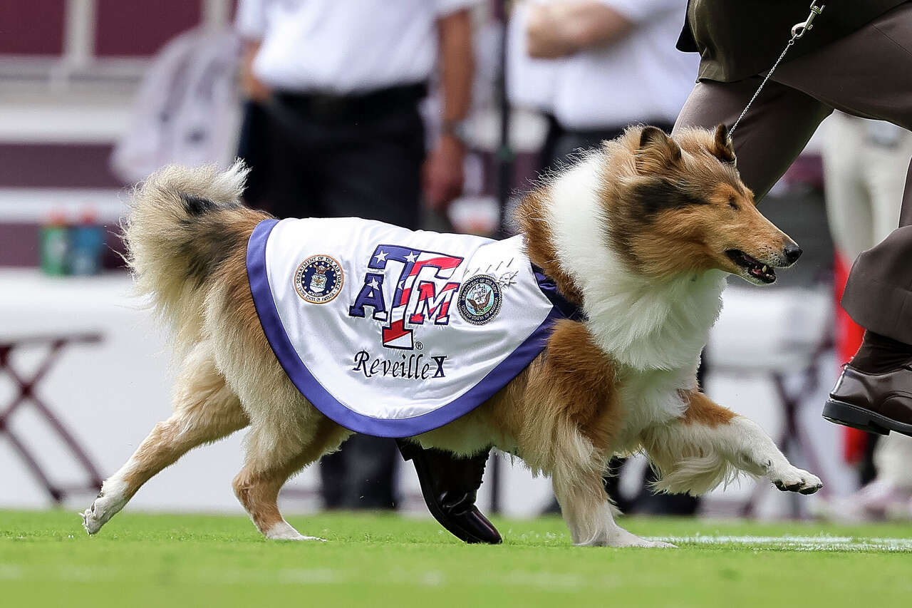 Texas and Texas A&M officially turn rivalry into mascot cold war