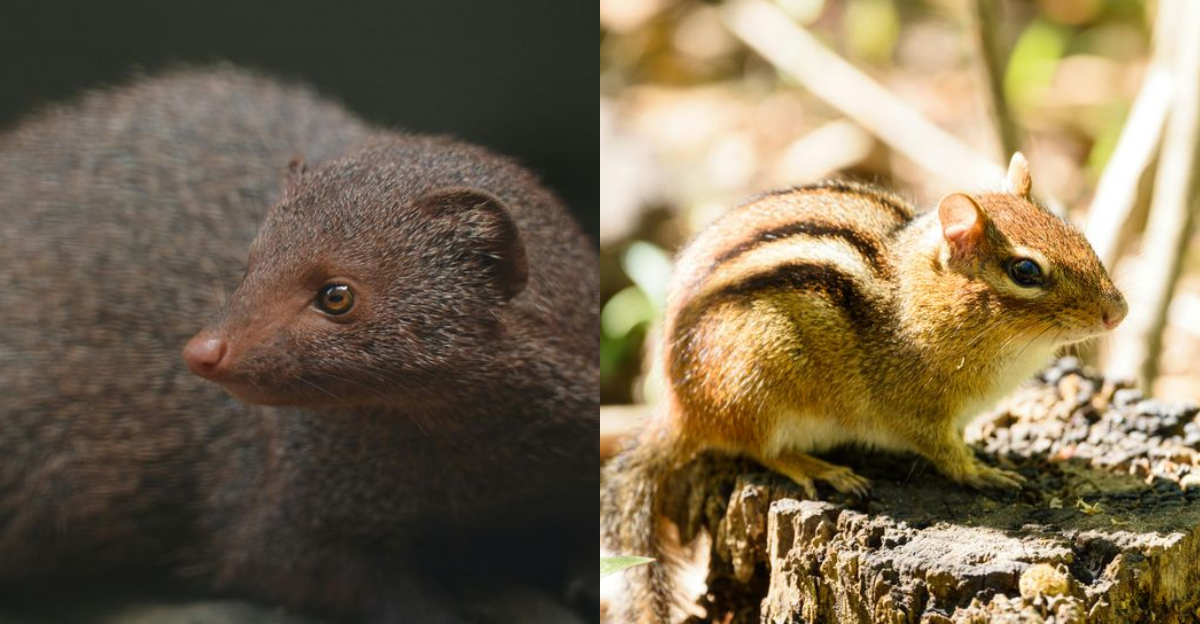 7 Animals That Can Kill A Snake And 5 That Stay Far Away From Them