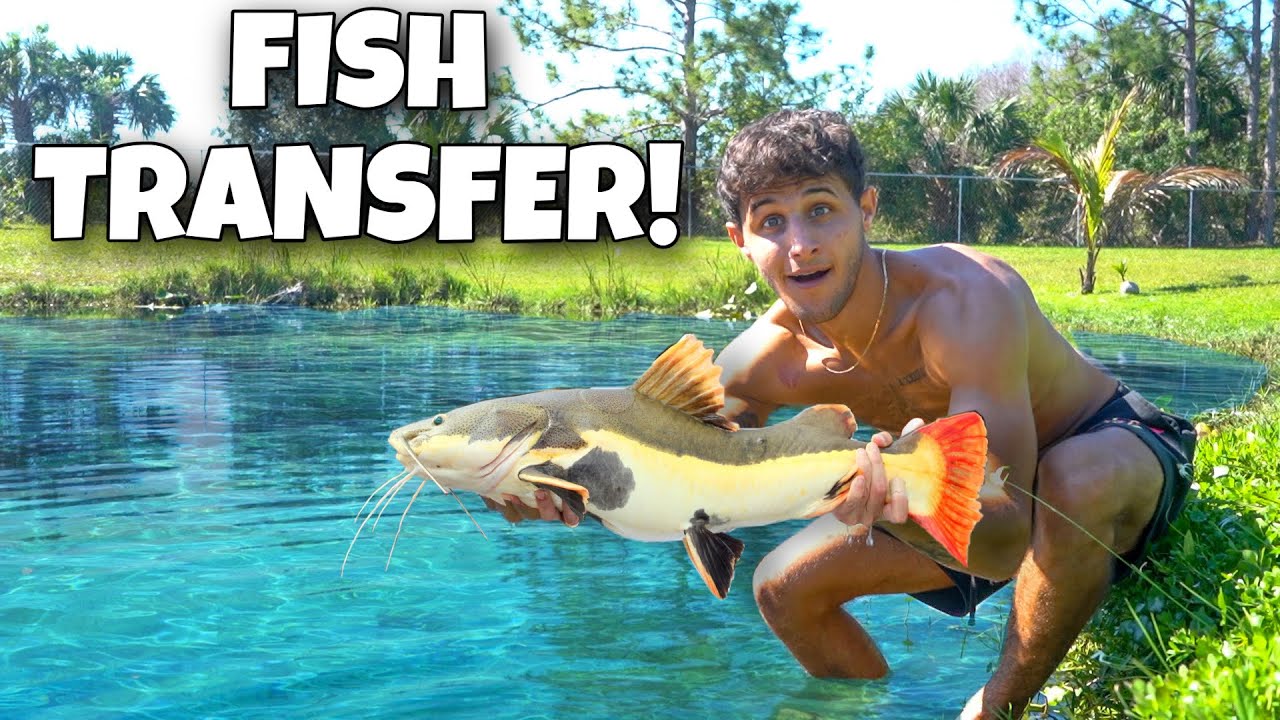 I transferred a redtail catfish to my pond!🐟