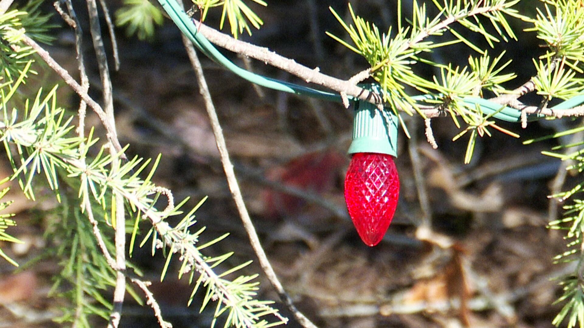 Official tree lightings to mark the start of Christmas countdown