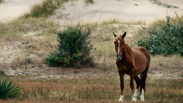 Wild stallion Topnotch moved to sanctuary to ensure public safety and ...
