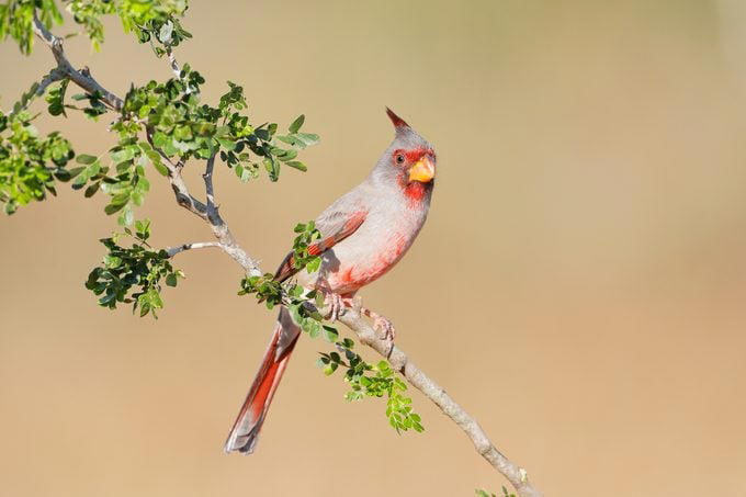 16 most frequently mispronounced bird names