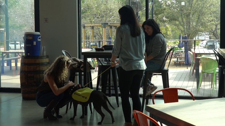 Volunteer couple takes shelter dogs on 'daycations' — and it's leading ...