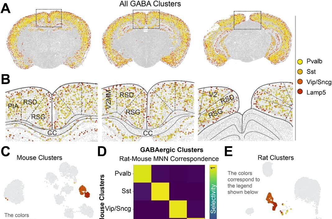 Brain's GPS hasn't changed in millions of years: Specialized neurons ...