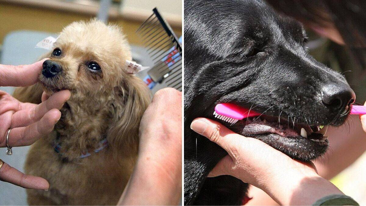 20 Mistakes nearly every dog owner makes with their pup