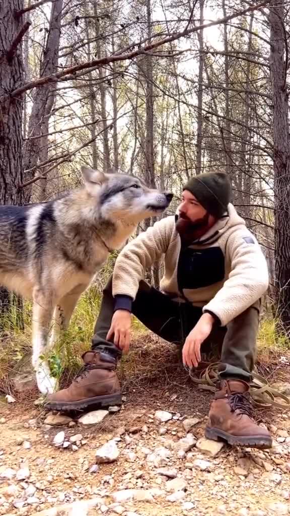 A Day in the Wild with My Wolf Companion