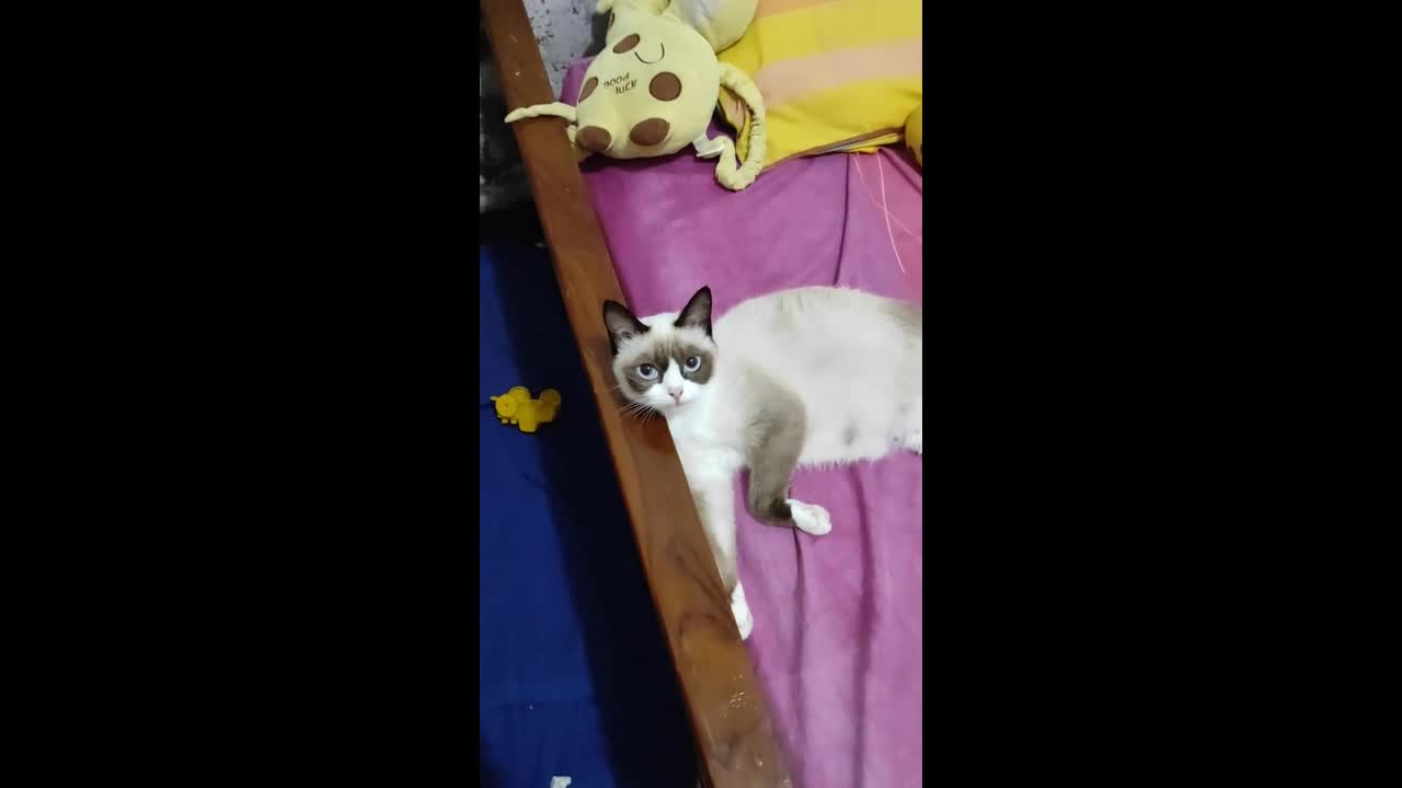 Mother cat refuses to sleep near kittens in Salatiga, Indonesia
