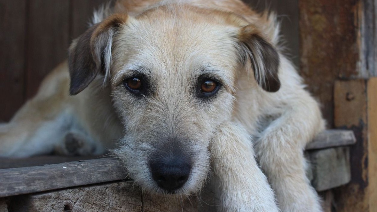 Is your dog unhappy? 10 signs that could reveal the truth
