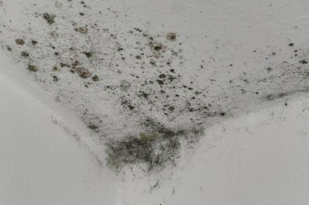 How to get rid of black mould with 'extremely effective' teaspoon trick