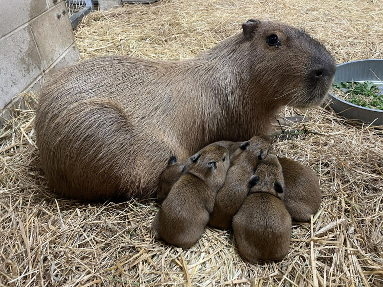 Five healthy baby capybara pups born at Cape May County Zoo
