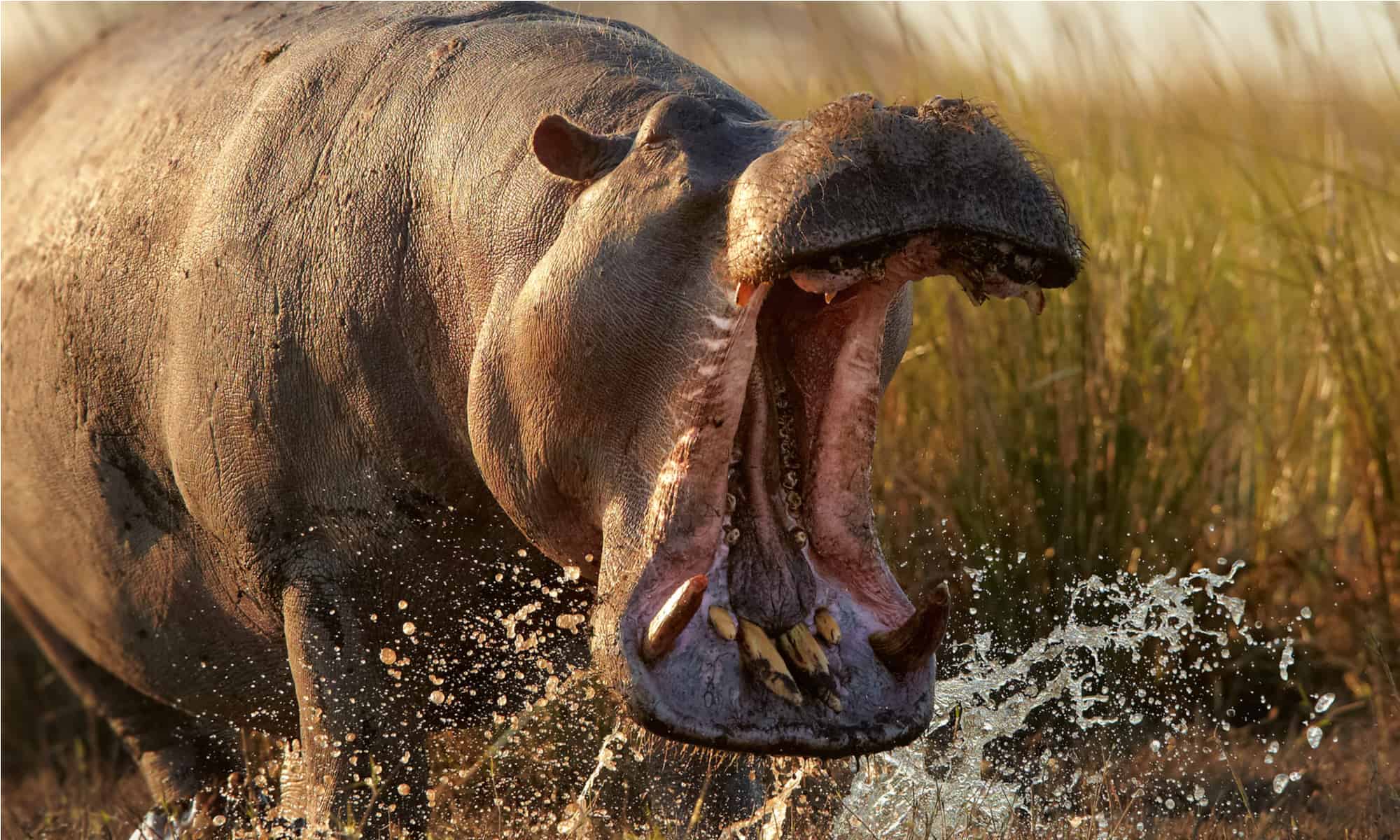 Hippos: Docile giants or human killers?