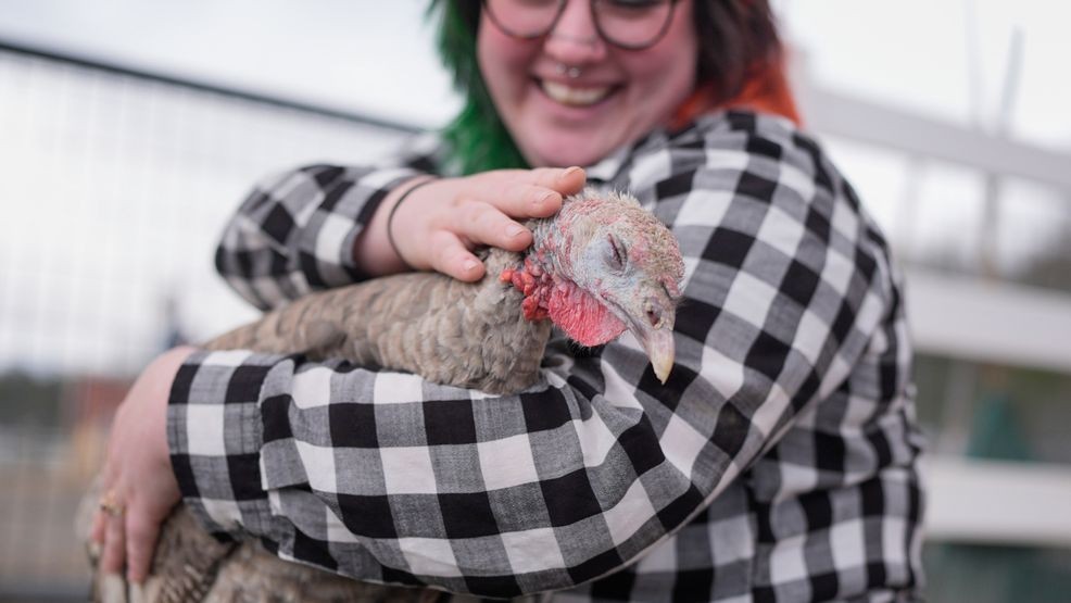Tennessee farm swaps Thanksgiving tradition for turkey snuggles
