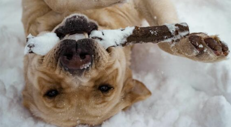 Yes, Ticks Survive Snow: A Massachusetts Winter Warning