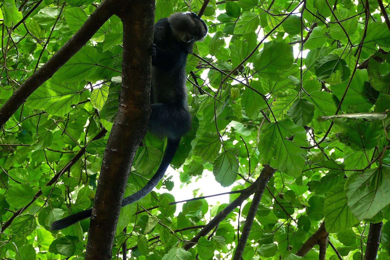 The Congo Basin Is Earth’s Second-Largest Rainforest. Why Is It Being ...